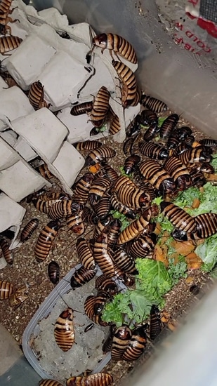 20 Halloween Hissing Cockroaches Free Shipping!!! by Dad's Bugs