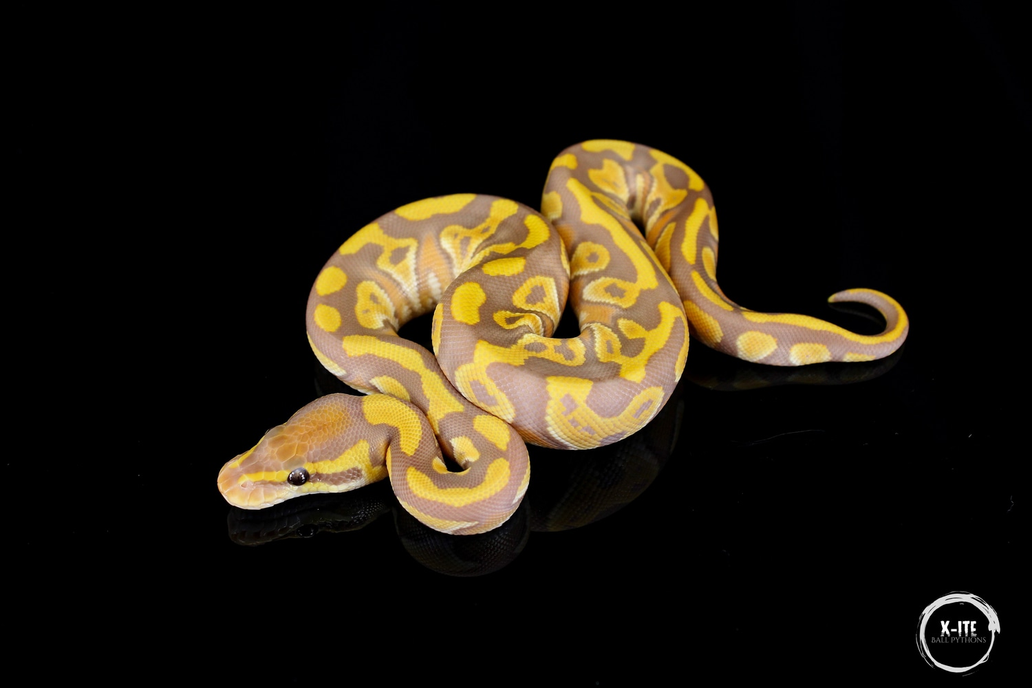 Mojave Ultramel Poss.dbl.het. Clown & Hypo Ball Python by X-ITE Ball ...