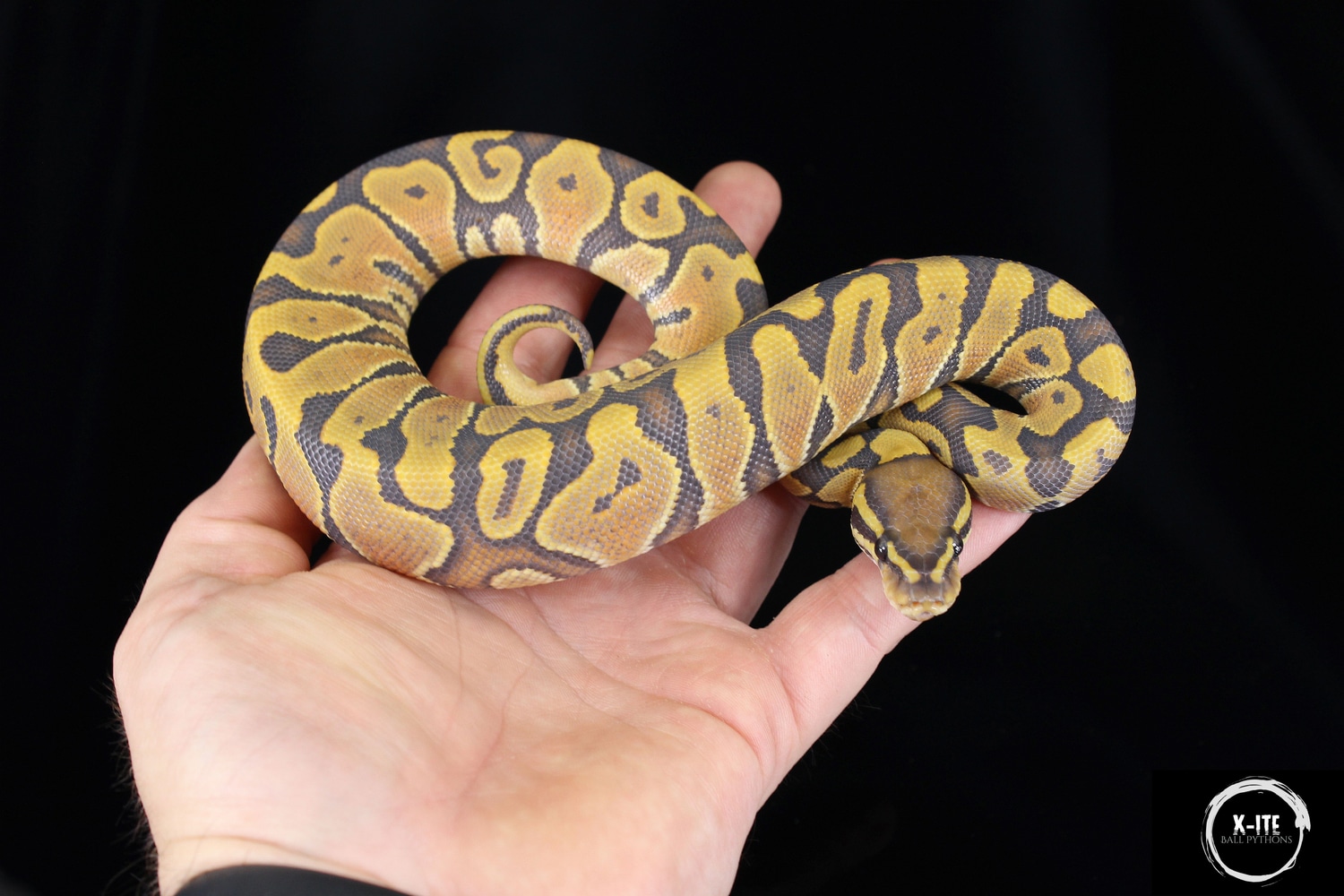 Hypo Frost Poss.Super Frost Poss.het Pied Ball Python by X-ITE Ball ...