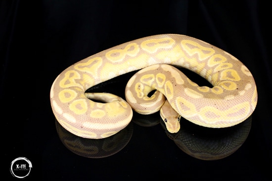 Banana Black Pastel Dbl.het.Toffe& Clown Pos.het. Pied Ball Python by X ...