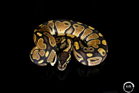 Dbl.het.Ultramel & Pied Poss.het.Hypo Ball Python by X-ITE Ball Pythons