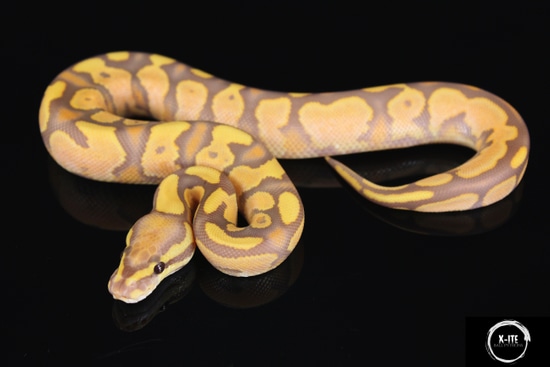 Fire YB Sugar Ultramel Poss.het. Clown Ball Python by X-ITE Ball Pythons
