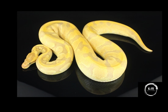 Super Enchi YB Ultramel Het.Pied Ball Python by X-ITE Ball Pythons