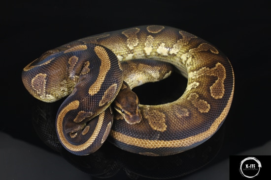 Copper YB Het.Pied RTB Ball Python by X-ITE Ball Pythons