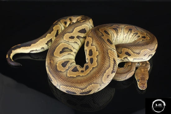 Black Pastel Clown Barnhart Line RTB Ball Python by X-ITE Ball Pythons