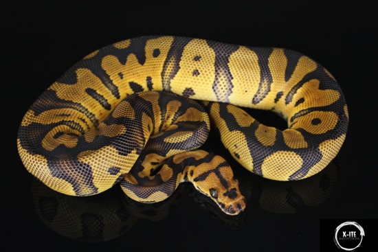 Orange Dream Confusion Clown Het. Ultramel Ball Python by X-ITE Ball Pythons
