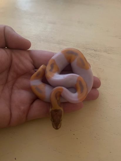 Banana Pied Ball Python by Danger Noodles Unlimited