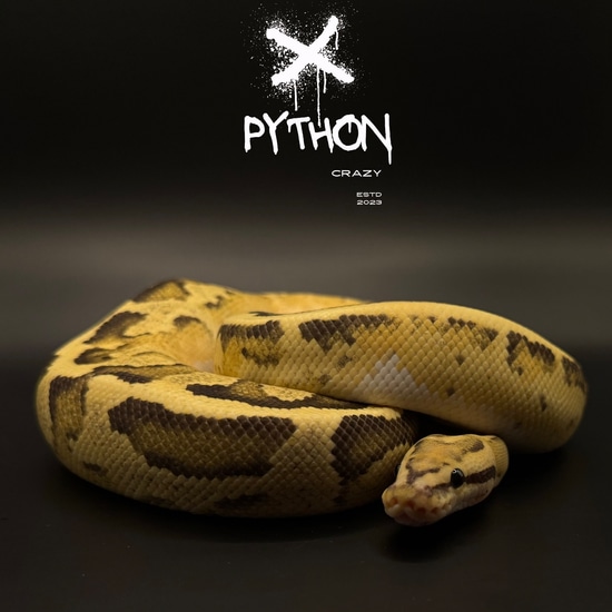 Disco Inferno Het Clown Ball Python by X_python_crazy