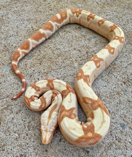Purple Sharp Sunglow Boa Constrictor by Richardson Reptiles