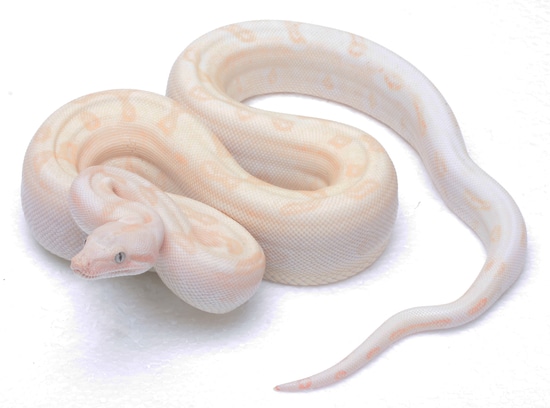 Hypo Crystal Poss Het Vpi, Poss Jungle Boa Constrictor by Richardson ...