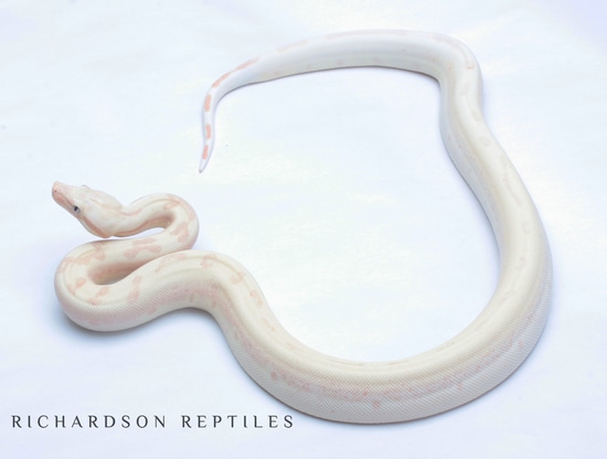 Hypo Crystal Pos Het VPI Boa Constrictor by Richardson Reptiles
