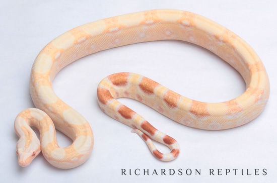 Sharp Albino Boa Constrictor by Richardson Reptiles
