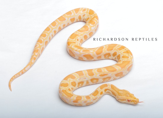 Albino Het 100% Gulf Coast Caramel Burmese Python by Richardson Reptiles
