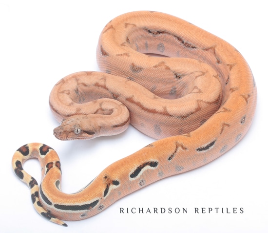 Scoria Het Red Dragon Boa Constrictor by Richardson Reptiles