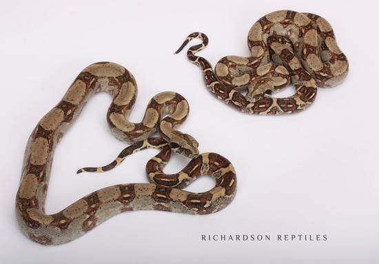 Longicauda Pair European Bloodline Peruvian Long-Tailed Boa Constrictor ...