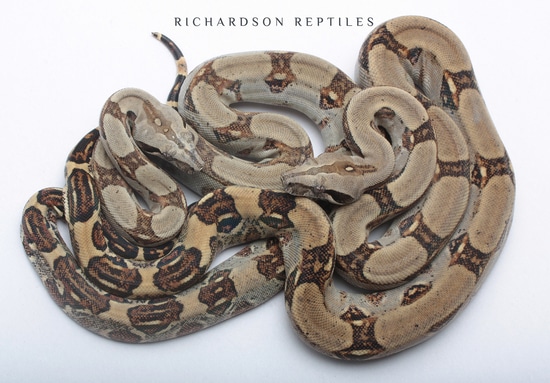 Longicauda Pair Peruvian Long-Tailed Boa Constrictor by Richardson Reptiles