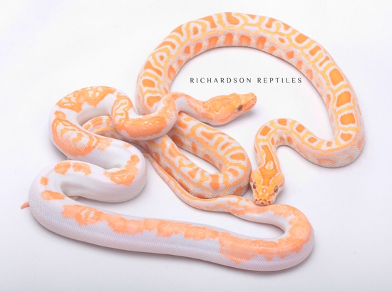 1.1 Albino Pied 66% Het Granite And Albino Het Granite And Pied PAIR ...
