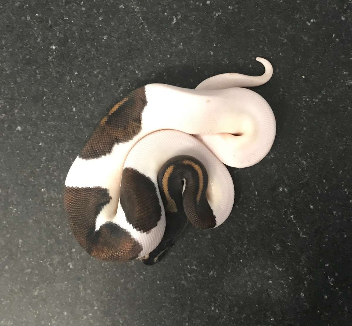 Black Pastel Pied Ball Python by Xcel Exotics - MorphMarket