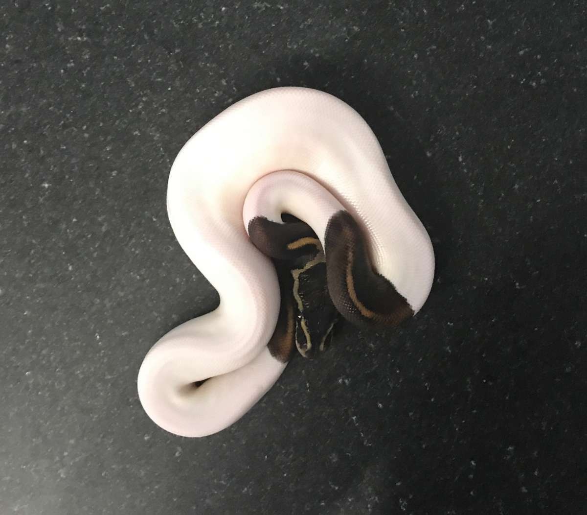 Black Pastel Pied Ball Python by Xcel Exotics - MorphMarket