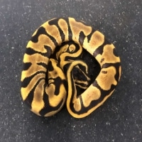 Enchi YB/Gravel Ball Python by Xcel Exotics - MorphMarket