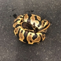 Leopard Enchi YB/Gravel Ball Python by Xcel Exotics