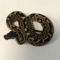 Leopard YB Ball Python by Xcel Exotics - MorphMarket