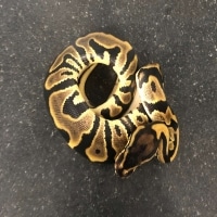 Leopard YB/Gravel Ball Python by Xcel Exotics - MorphMarket