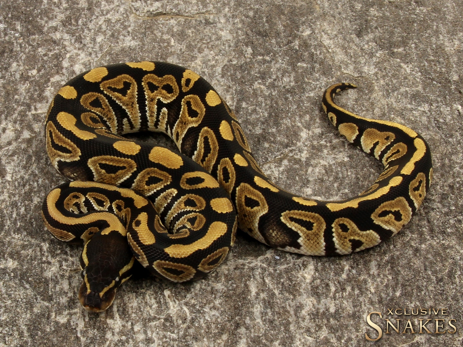 PHANTOM HET BLACK AXANTHIC (730g @02/2021) Ball Python by Xclusive ...