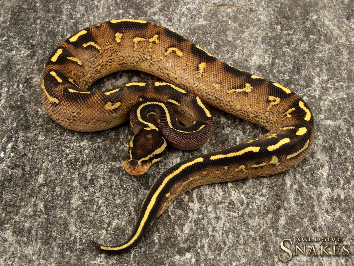 Super Gravel Ball Python by Xclusive Snakes - MorphMarket