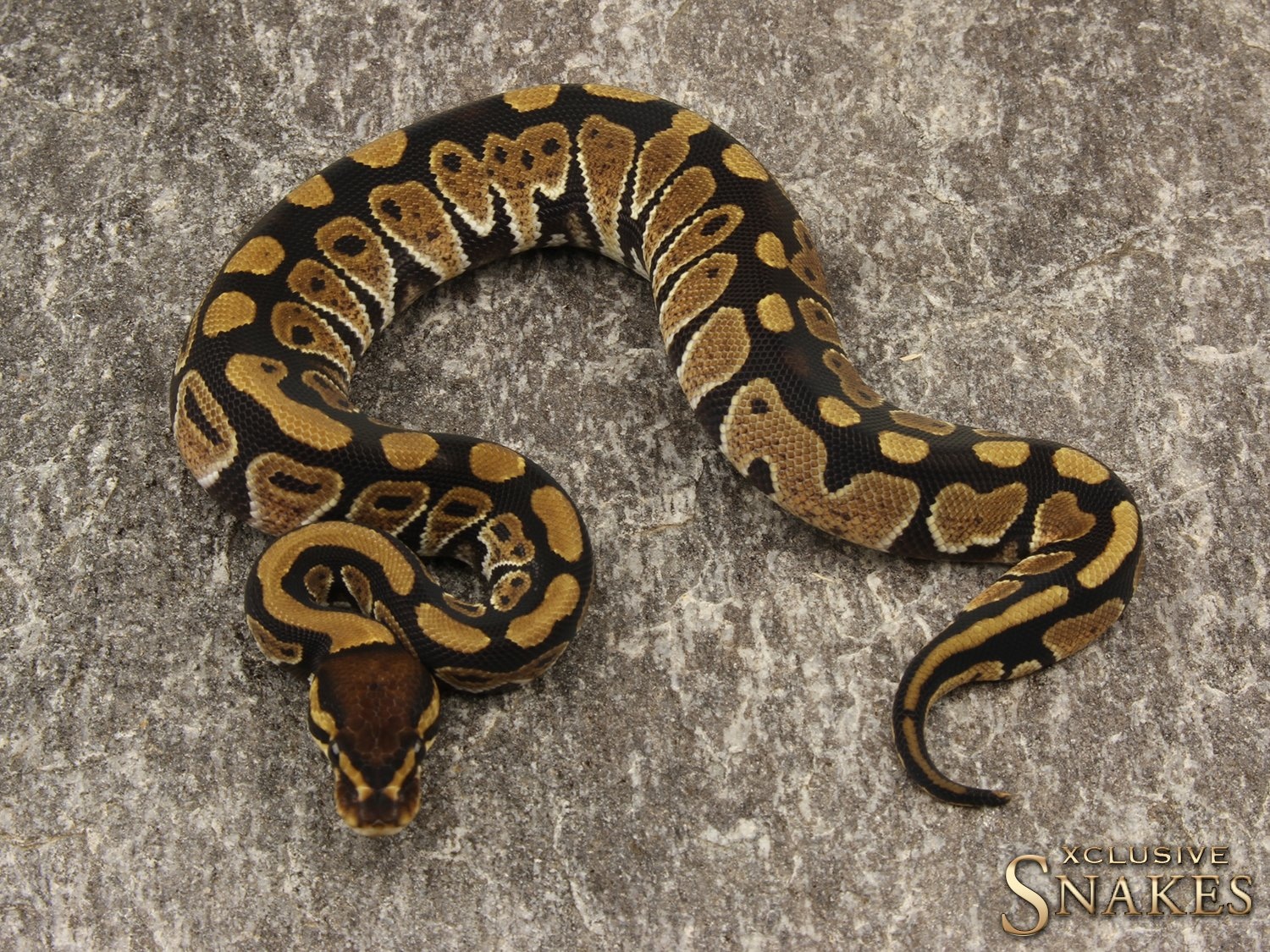 TRIPLE Het Hypo DG Clown (880g @02/2021) Ball Python by Xclusive Snakes ...