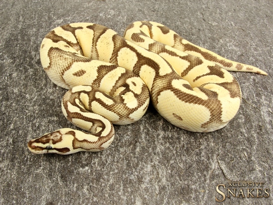 Enchi Firefly Gravel Ball Python by Xclusive Snakes