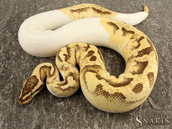 ENCHI FIREFLY PIEBALD (865g@02/21) Ball Python by Xclusive Snakes