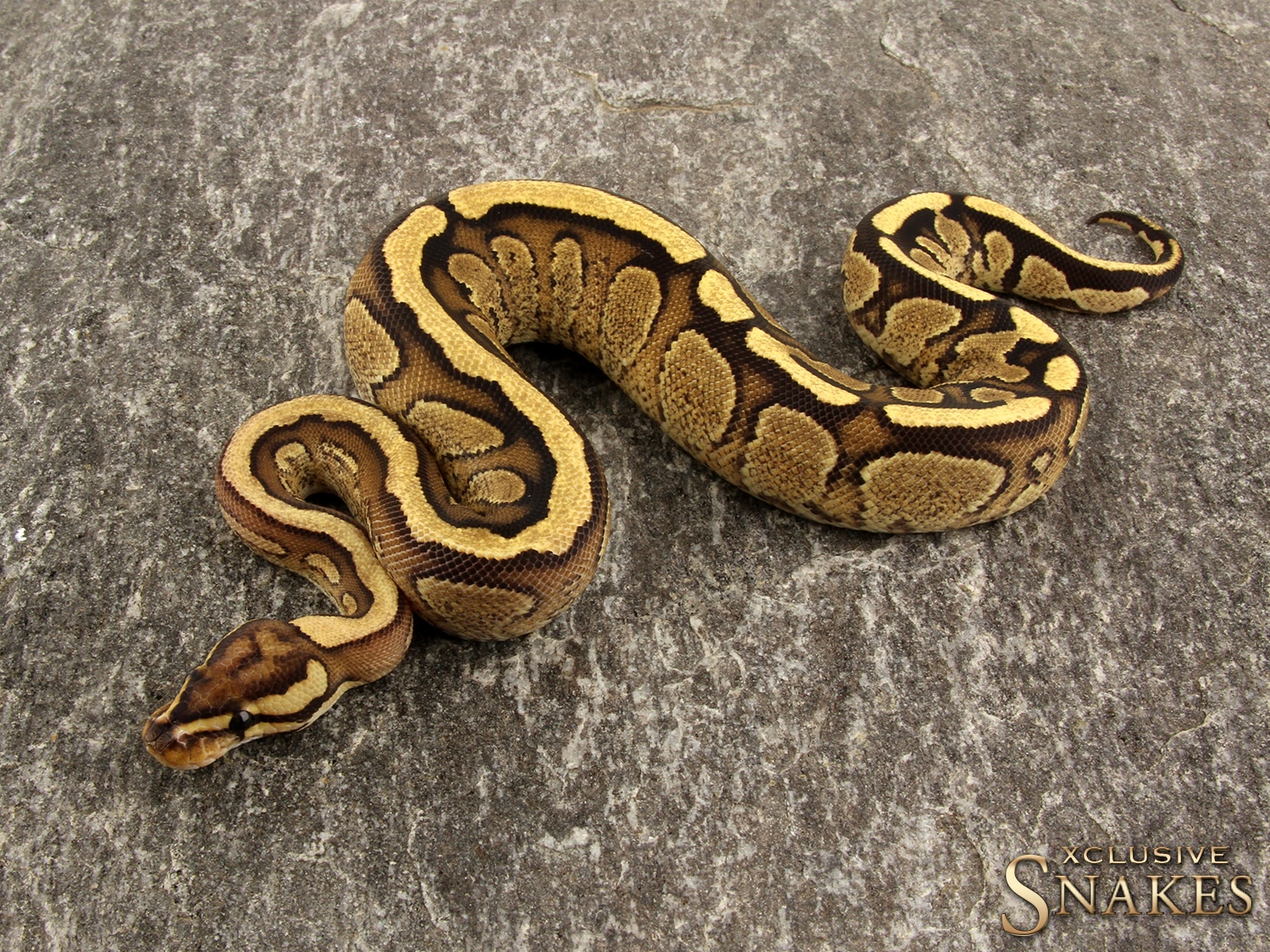Fire Red Stripe Gravel Ball Python by Xclusive Snakes - MorphMarket