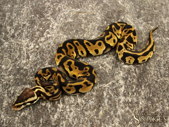 Pastel Leopard Het Desert Ghost 50% Het Clown Ball Python by Xclusive ...