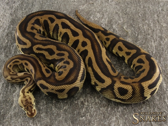 Leopard Pastel Tripple Het Clown Desert Ghost Cryptic (1530g @02/2021 ...