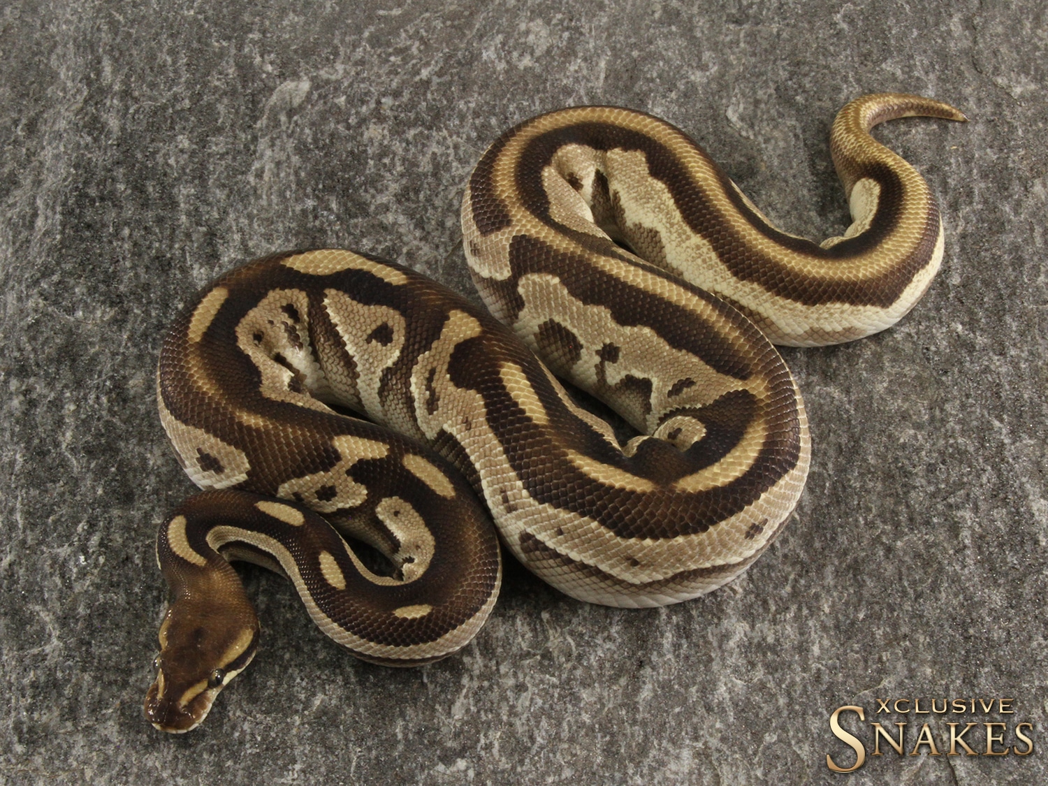 Orange Dream Mojave Leopard Het Clown Ball Python by Xclusive Snakes ...