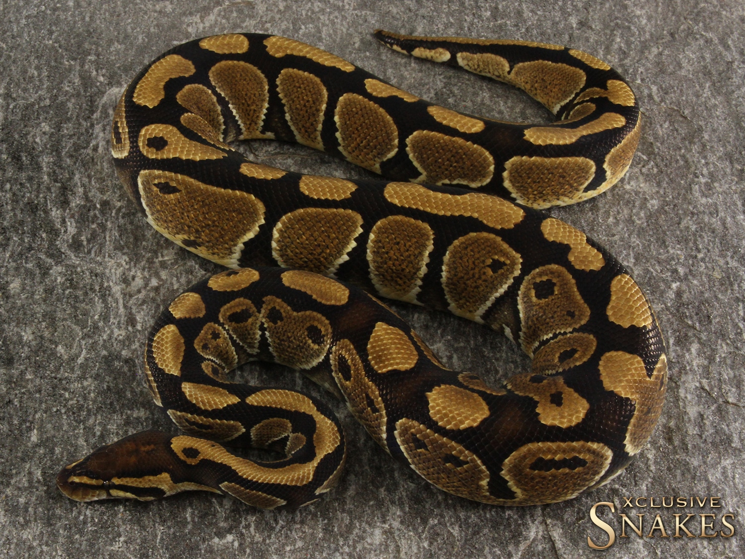 Special NR Mandarin Ball Python by Xclusive Snakes - MorphMarket