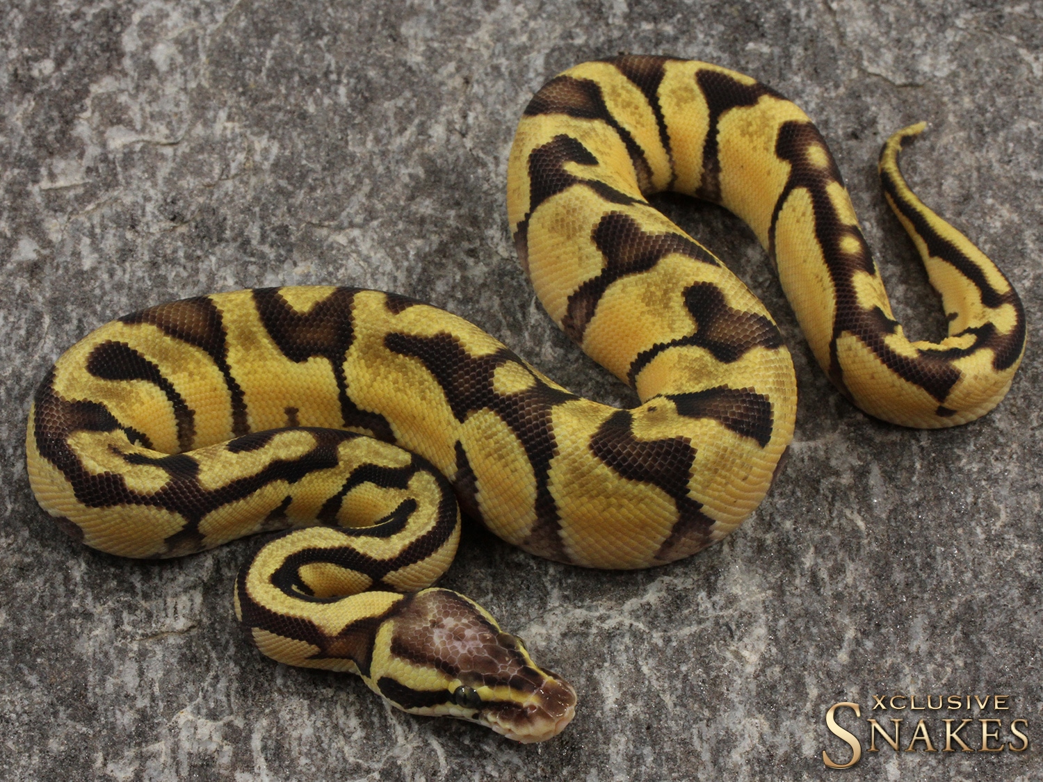 Vanilla Pastel Enchi Het Desert Ghost Ball Python by Xclusive Snakes ...