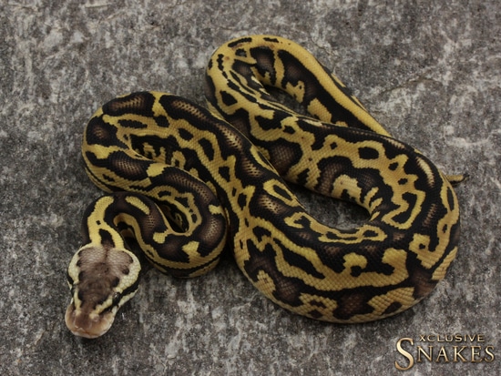 Pastel Leopard Pos Special Het Desert Ghost Het Clown Or Het Cryptic ...