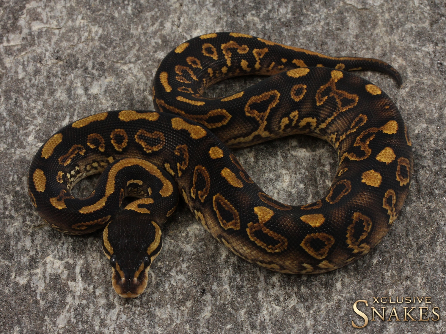 Black Pastel Wookie YB/Gravel Het Clown Ball Python by Xclusive Snakes - MorphMarket
