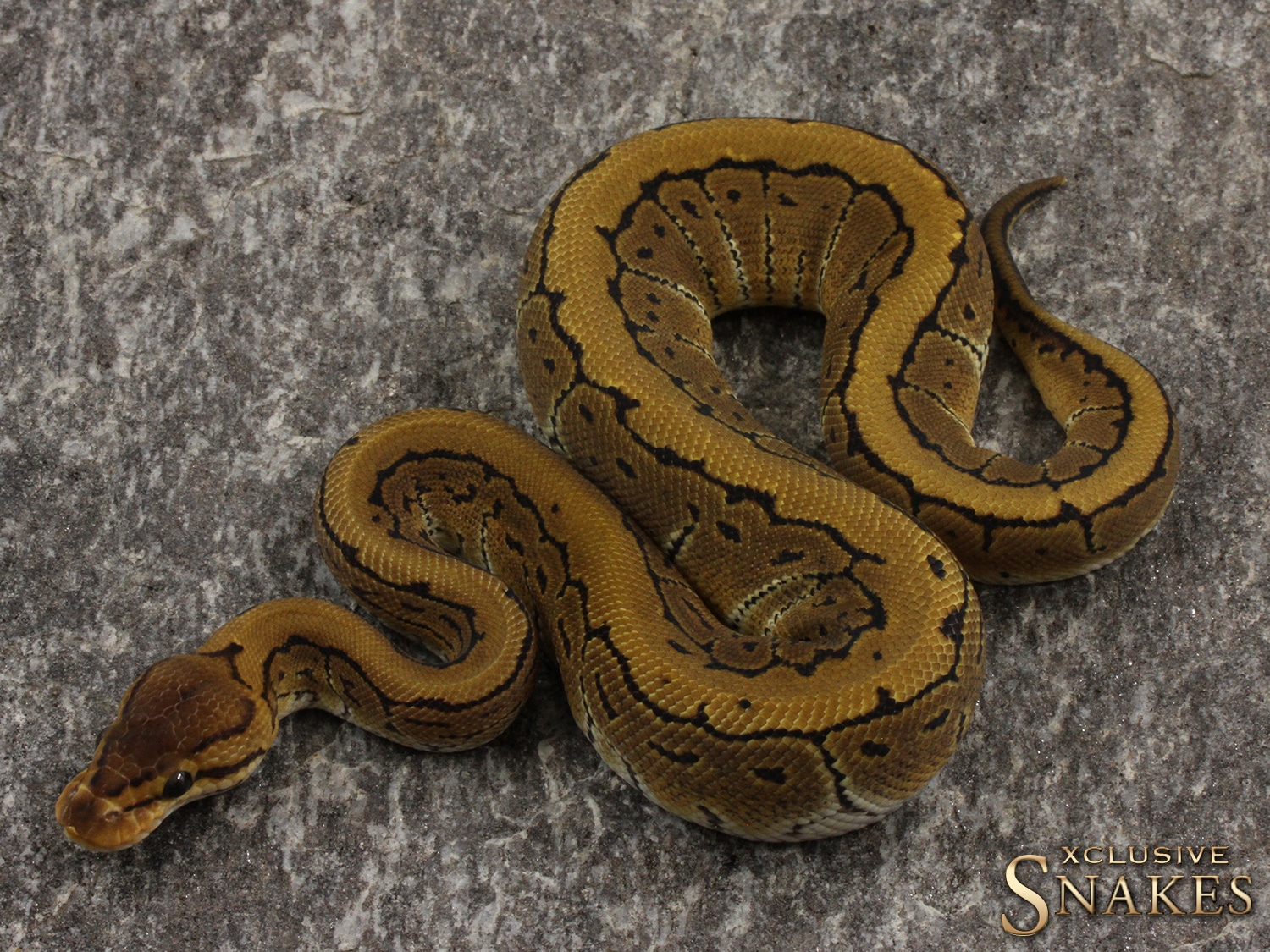 Pinstripe Triple Het Hypo Desert Ghost Clown Ball Python by Xclusive ...