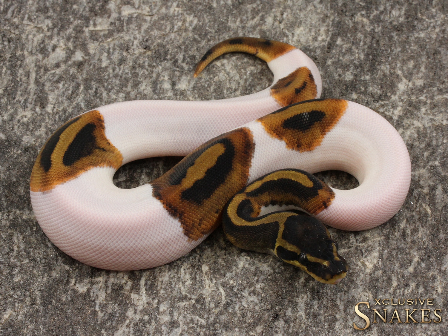 Piebald Het Desert Ghost Ball Python by Xclusive Snakes - MorphMarket