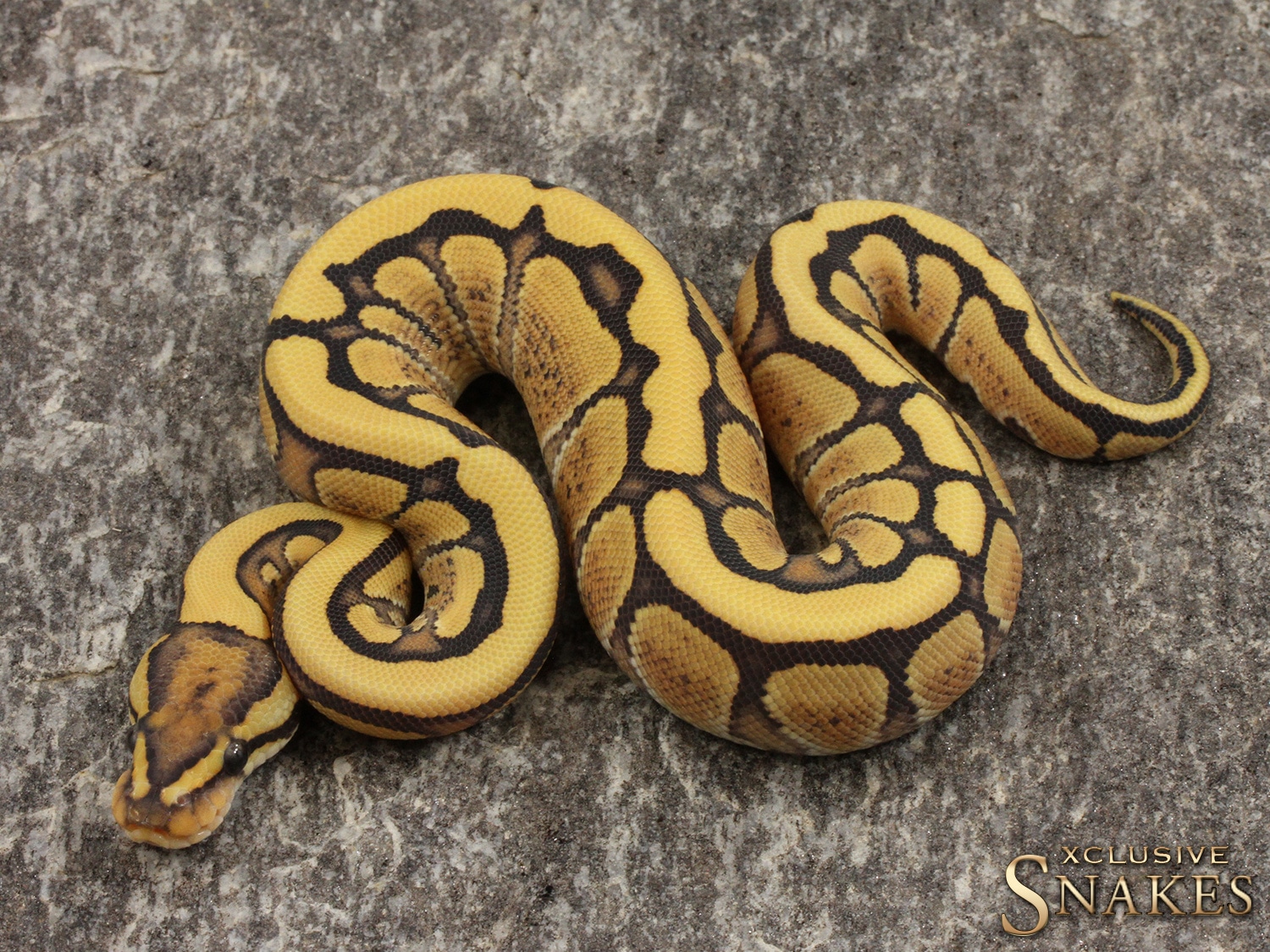 Red Stripe Special Desert Ghost Ball Python by Xclusive Snakes ...