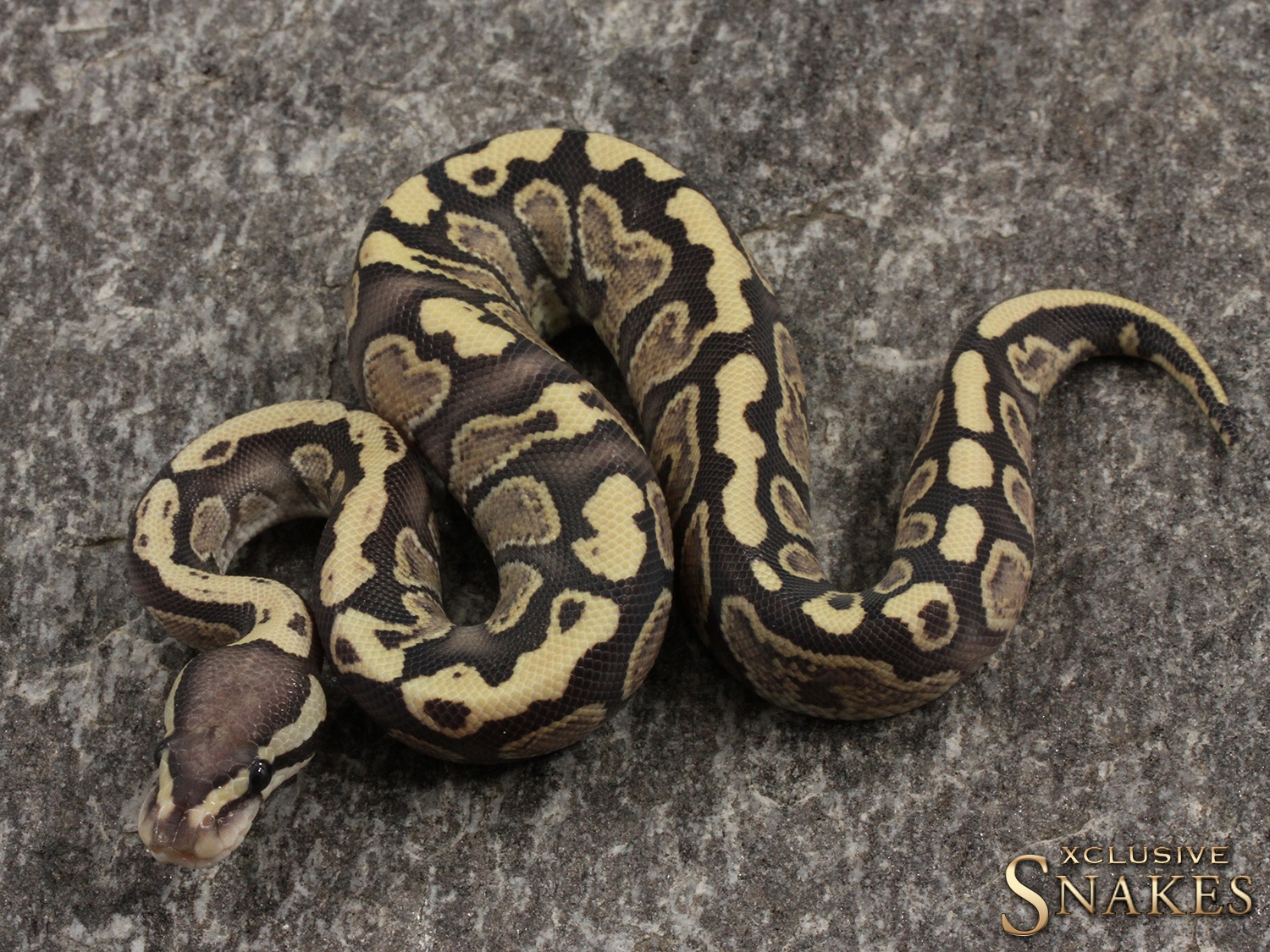 Fire GHI Desert Ghost Ball Python by Xclusive Snakes - MorphMarket