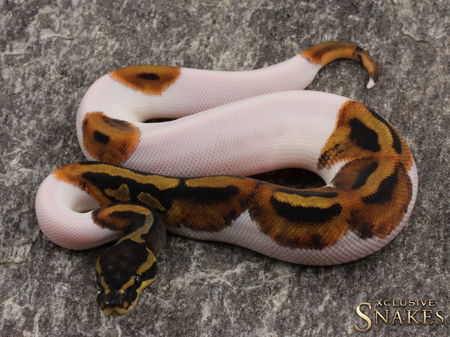 Piebald Het Desert Ghost Ball Python by Xclusive Snakes - MorphMarket