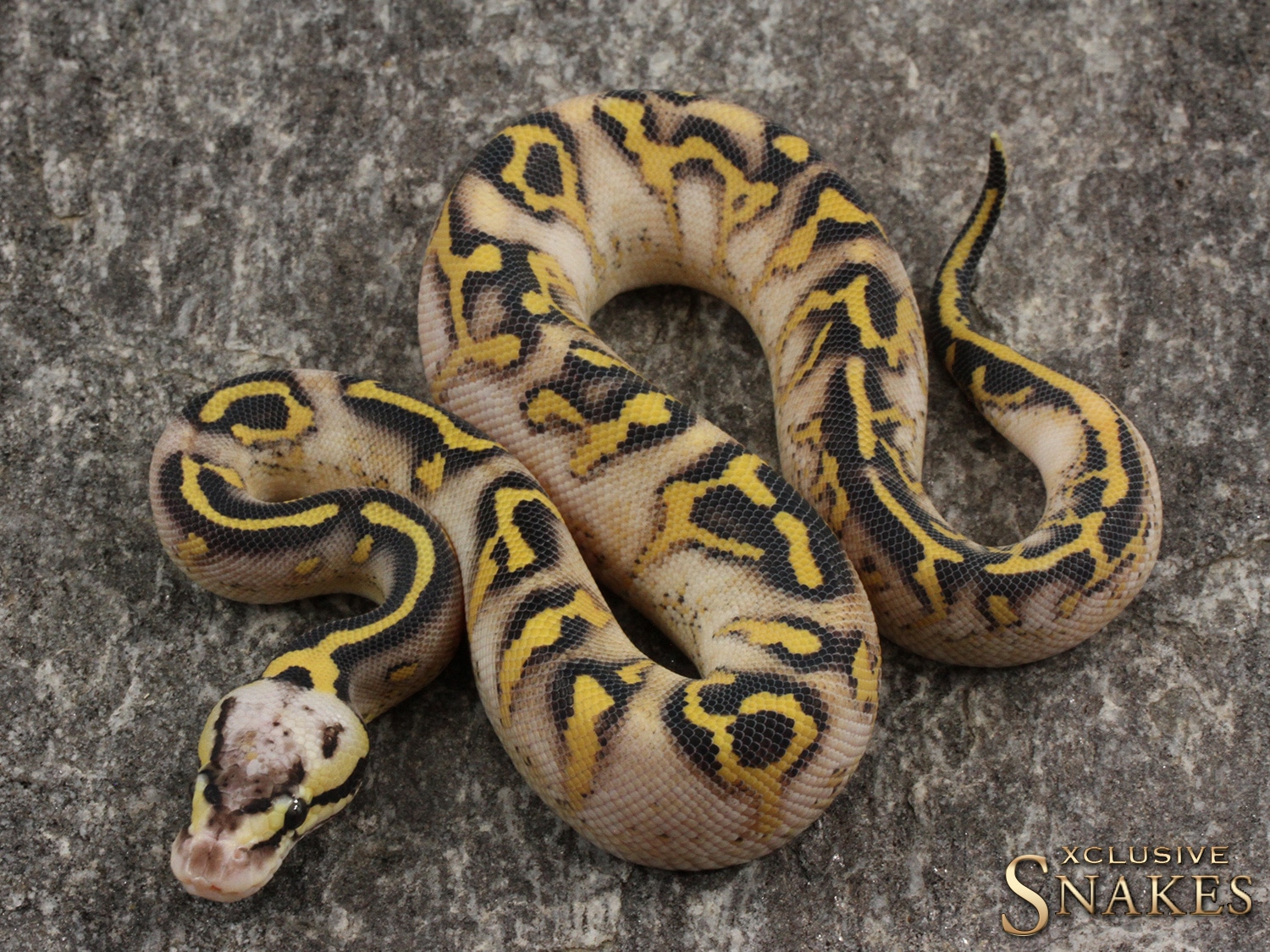 Pastel Super Gravel Leopard 50% Het Clown Ball Python by Xclusive ...
