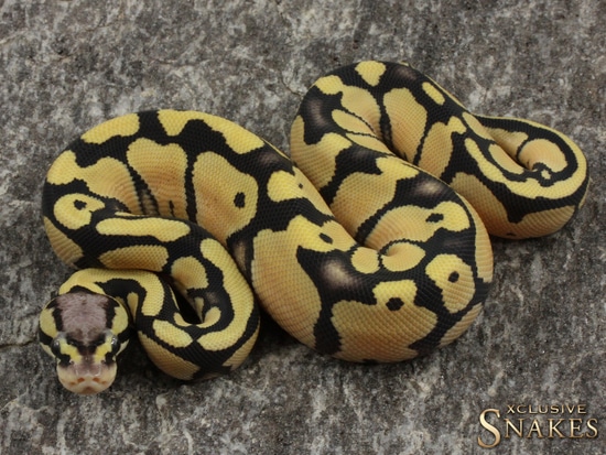Pastel Desert Ghost Het Piebald Ball Python by Xclusive Snakes