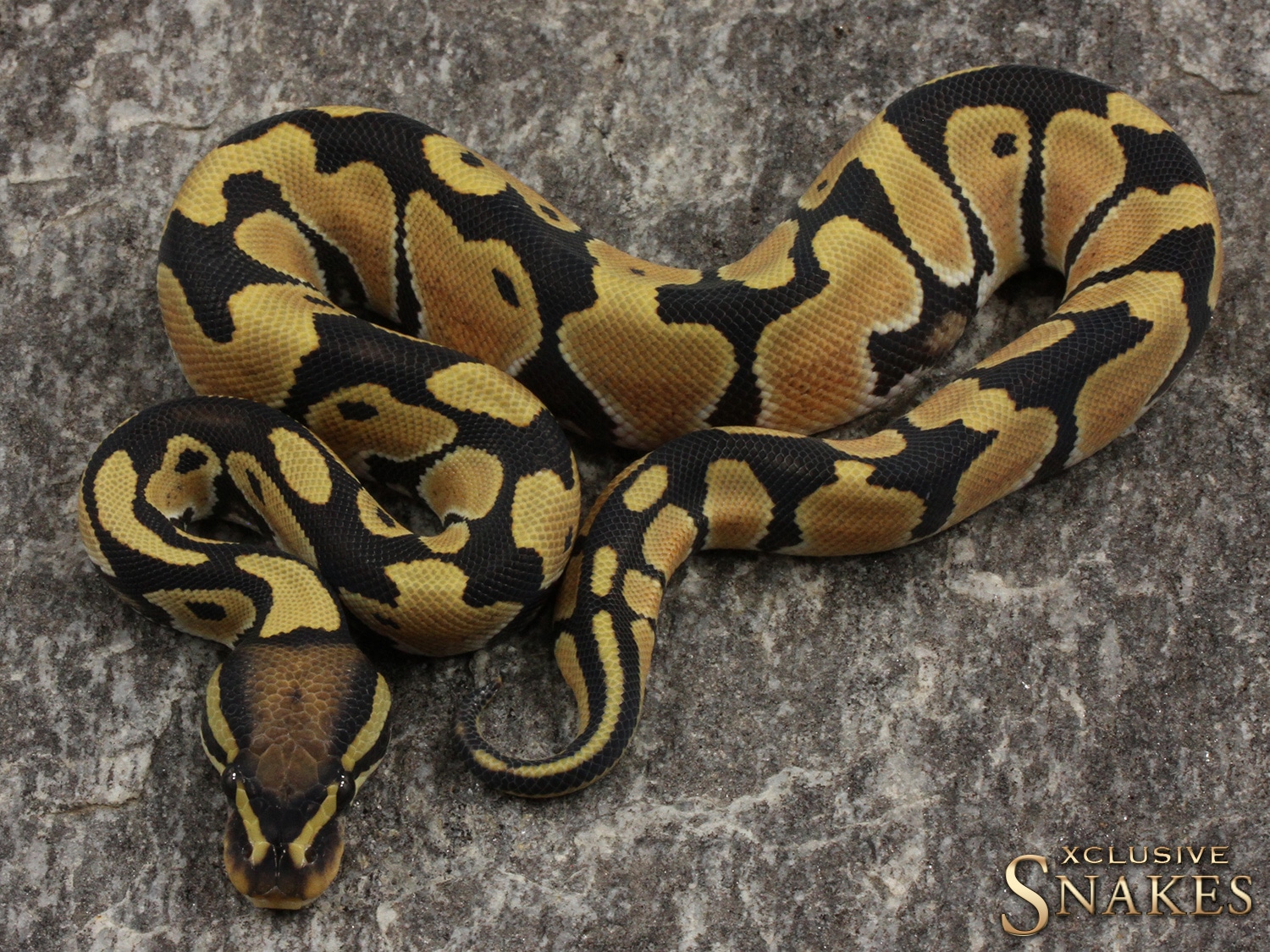 Orange Dream Desert Ghost Ball Python by Xclusive Snakes - MorphMarket