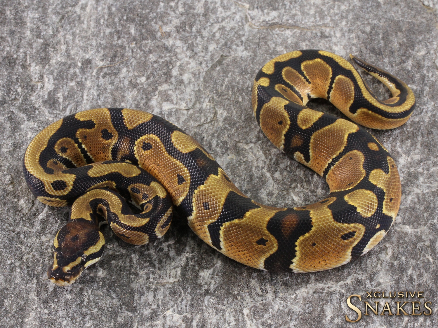 Orange Dream Het Piebald 50% Het Clown Ball Python by Xclusive Snakes ...