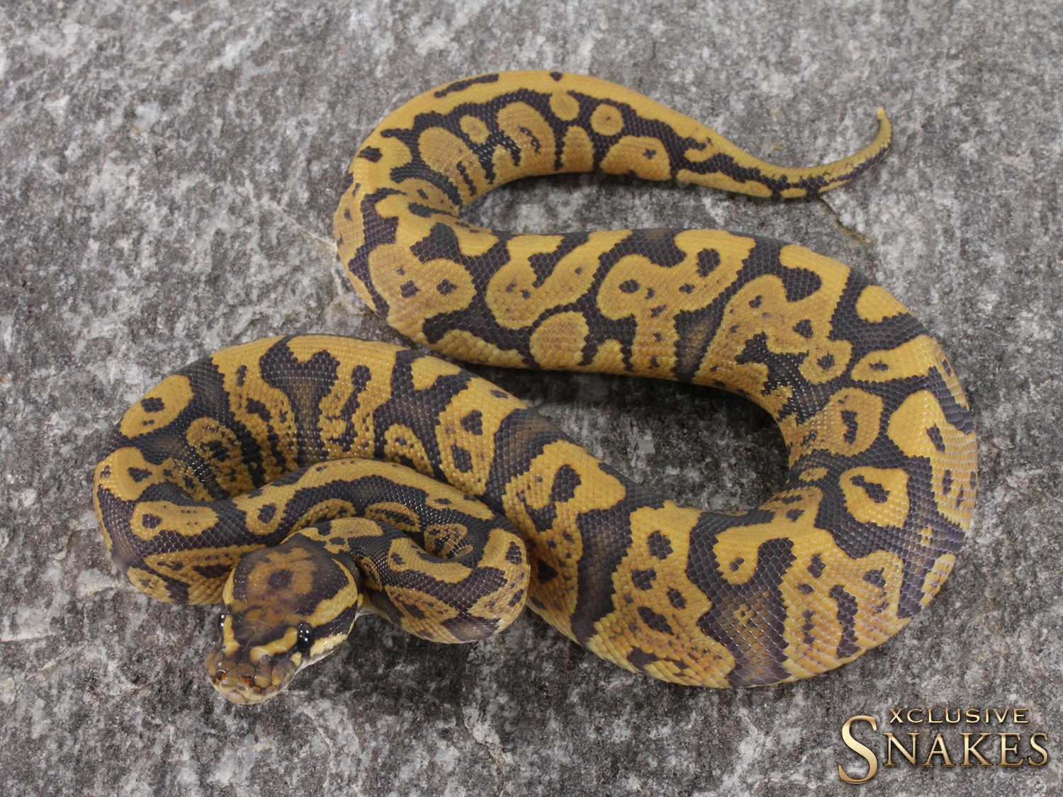 Confusion Hypo Ball Python by Xclusive Snakes - MorphMarket